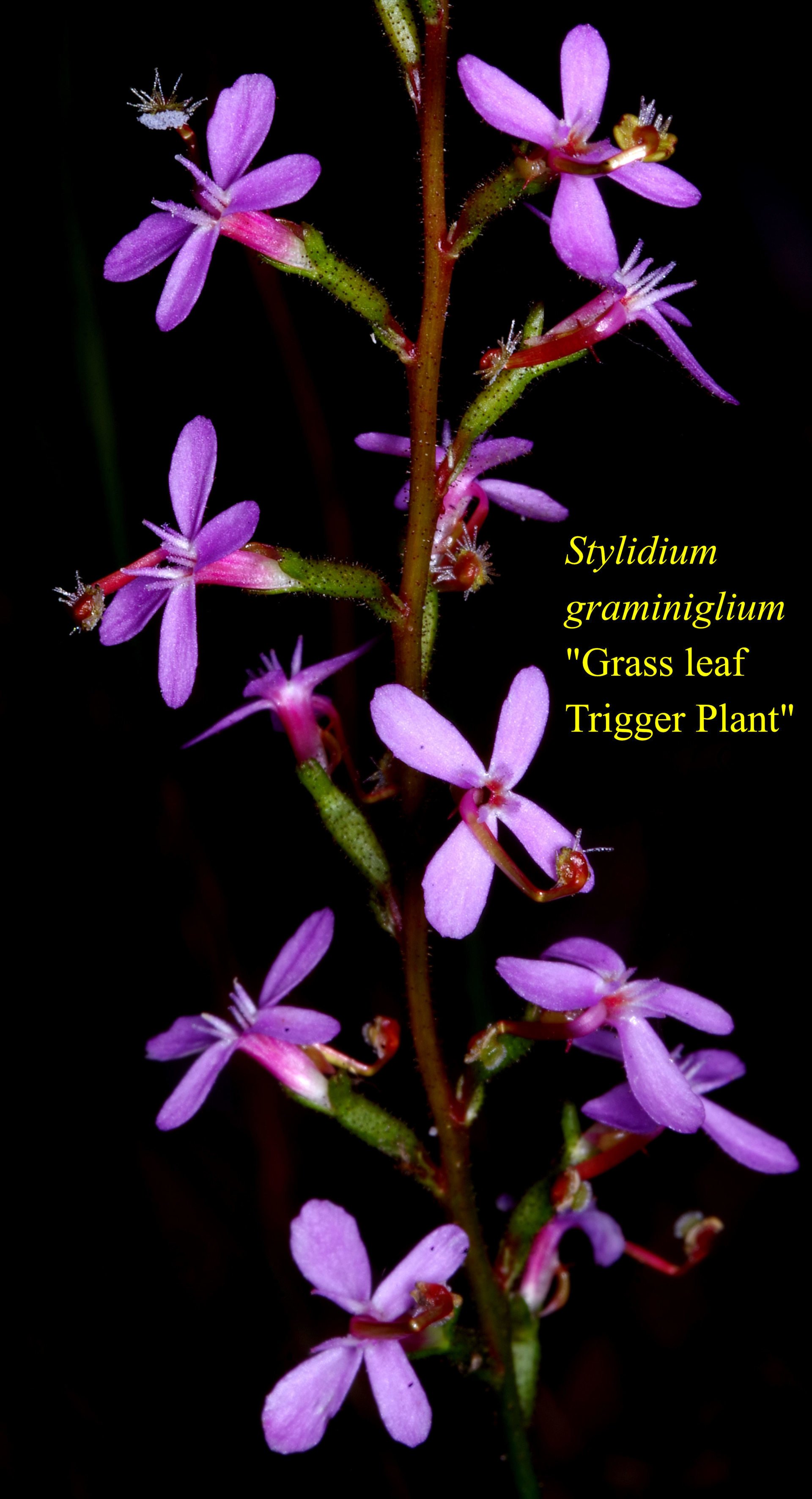 Hunter Region Botanic Gardens - Heatherbrae, NSW - Plants of the Hunter ...