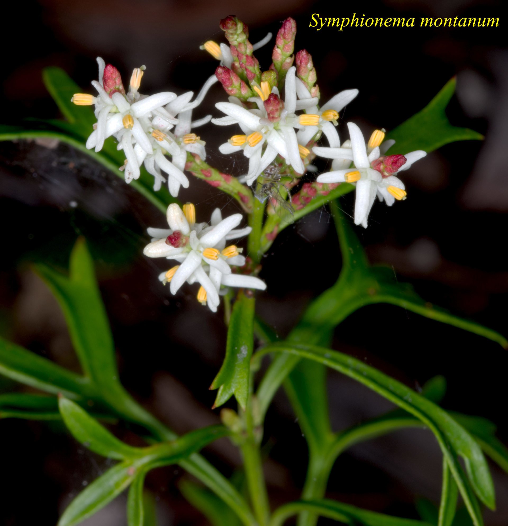 Hunter Region Botanic Gardens - Heatherbrae, NSW - Plants of the Hunter ...