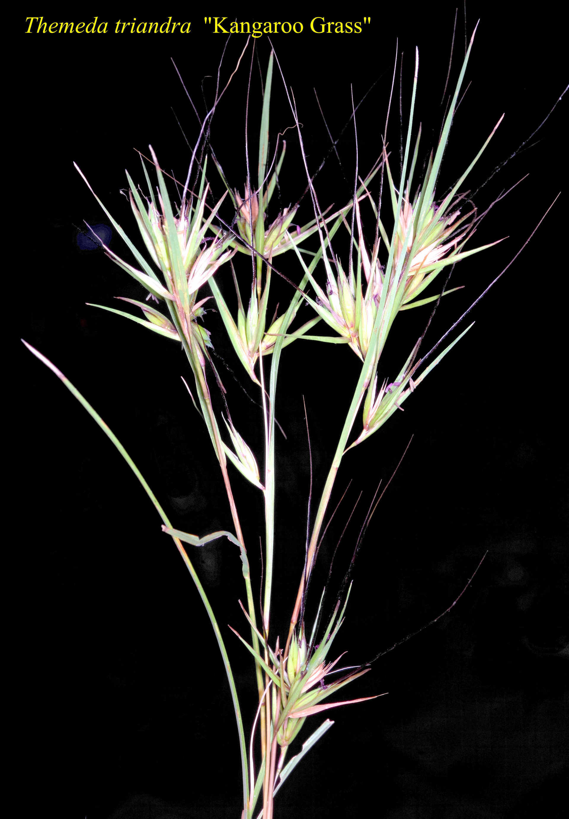 Hunter Region Botanic Gardens - Heatherbrae, NSW - Plants of the Hunter ...