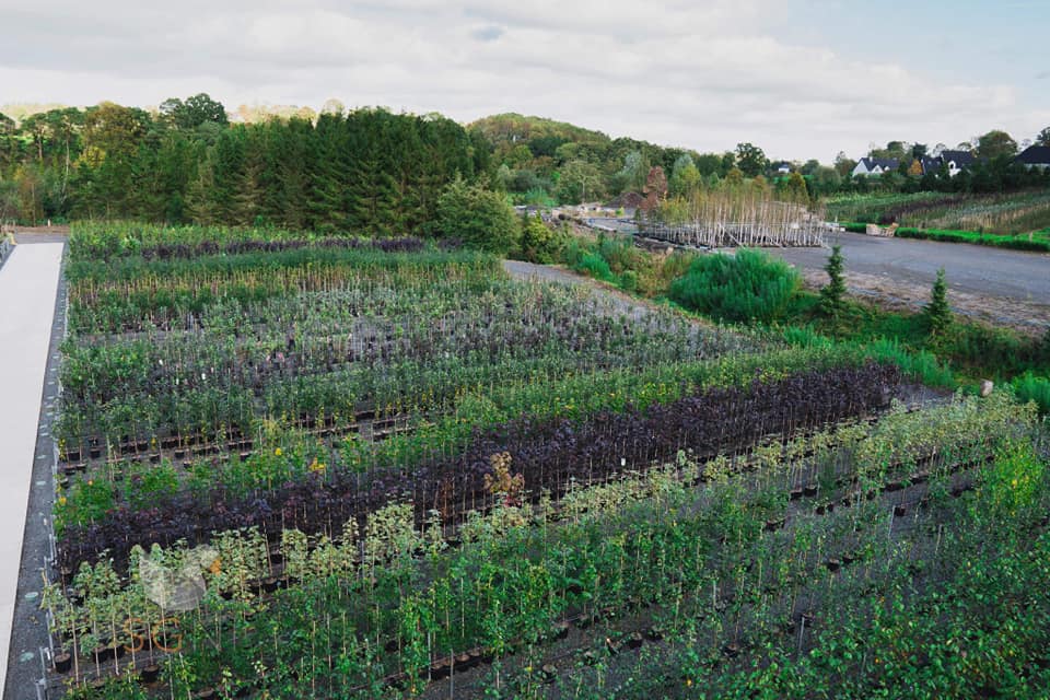 Horticultural wholesaler | Craigmore Trees