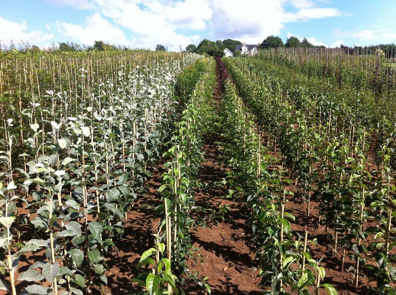 Horticultural wholesaler | Craigmore Trees