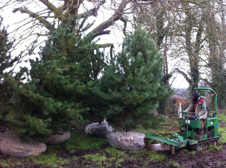 Top Quality Trees | Craigmore Trees