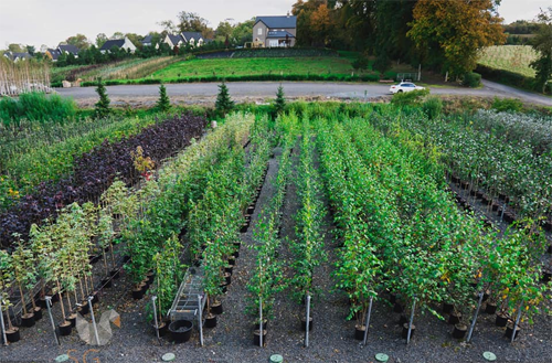 Tree growers | Craigmore Trees