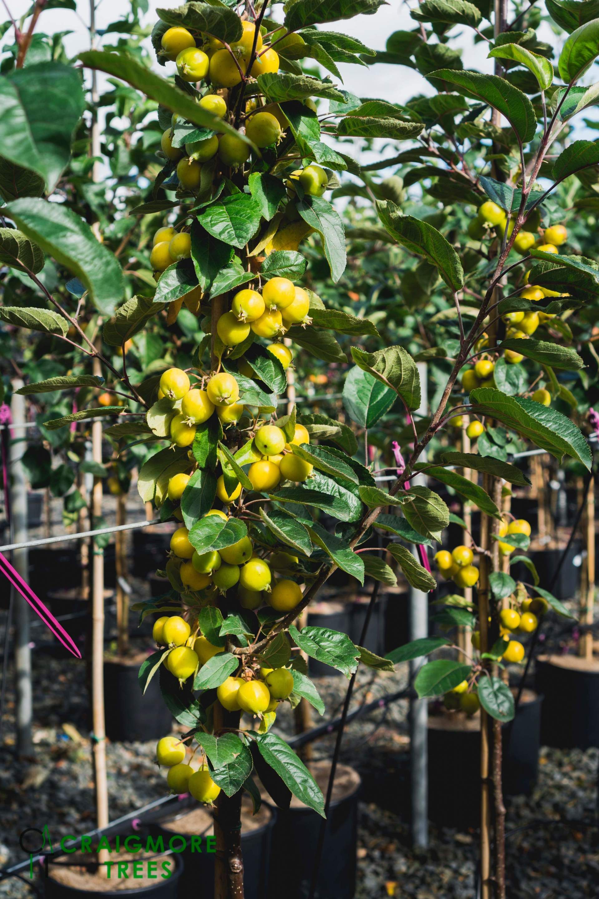 Fruit trees | Craigmore Trees