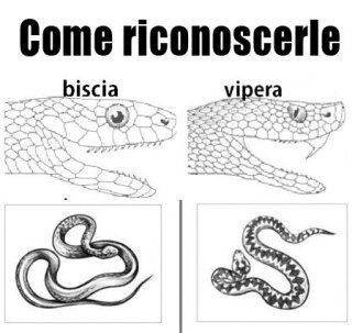 Disinfestazione Torino - "Disinfestami Subito"