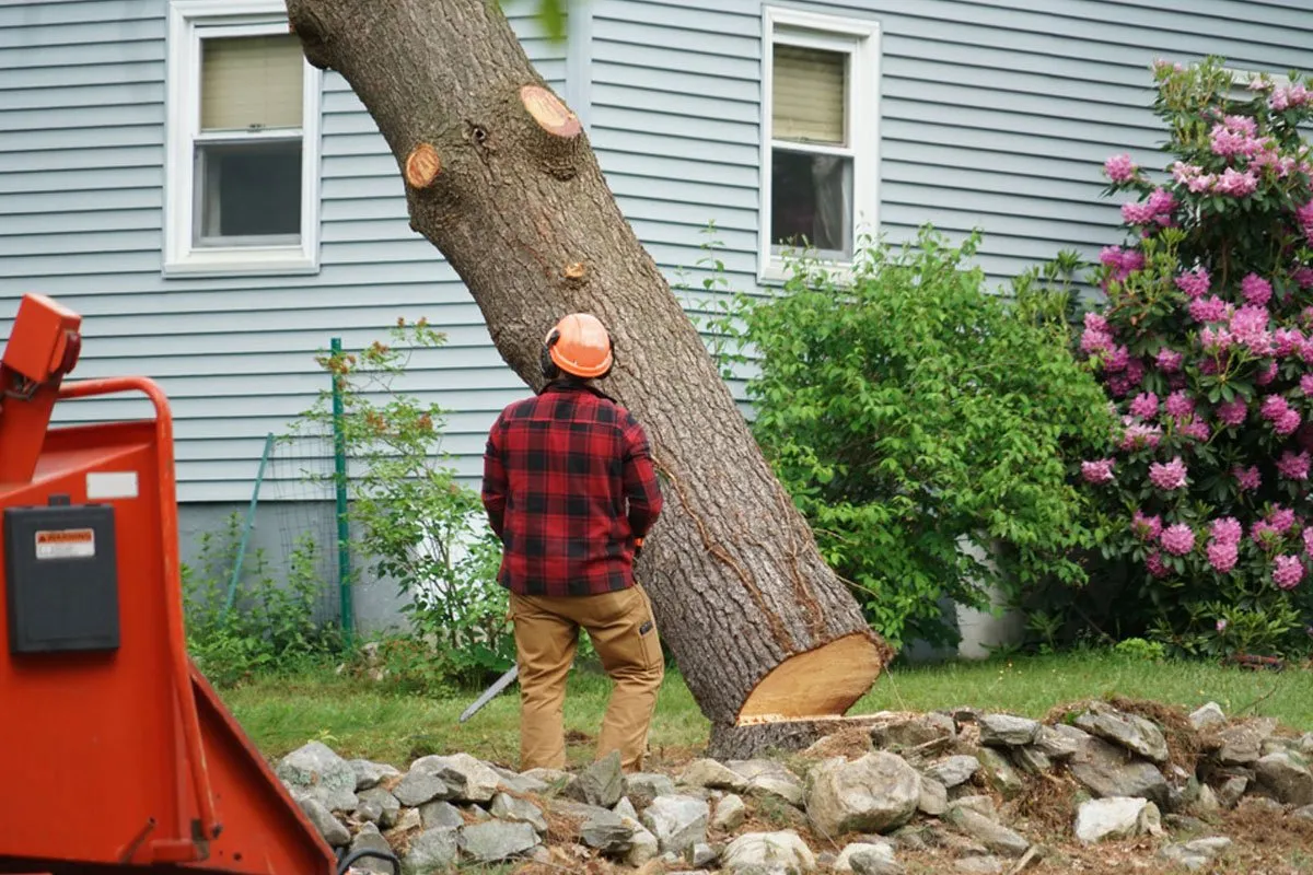 Maplewood Tree Service | Maplewood Tree Trimming Service