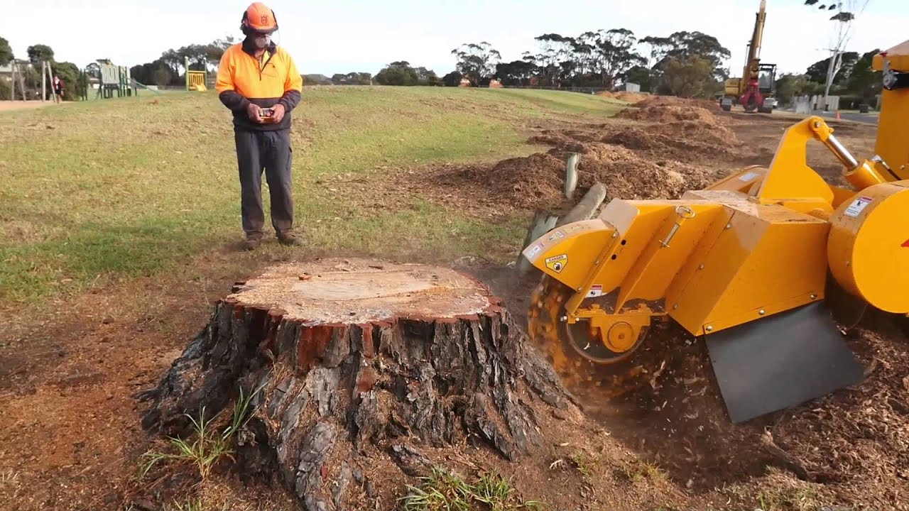 Maplewood Tree Service | Tree Removal Experts MN