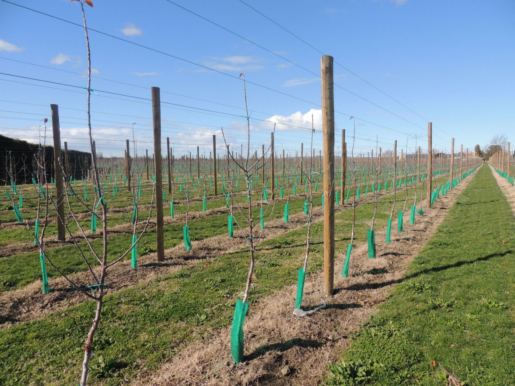 Roundwood poles and products | North Island | Roundwood New Zealand