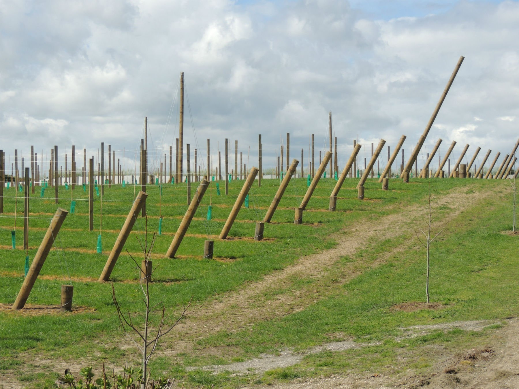 Roundwood poles and products | North Island | Roundwood New Zealand