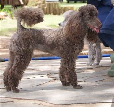 Poodle Dry Skin Issues and Top Remedies