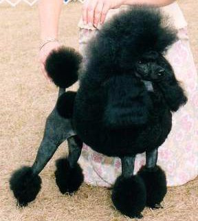 Poodle Clips | The Different Types of Clips for the Poodle