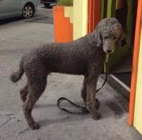 Poodle Clips | The Different Types of Clips for the Poodle