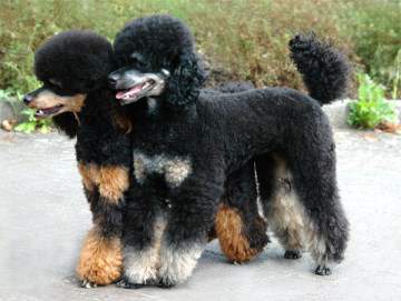 Phantom Poodle Colors | Poodle Information Center