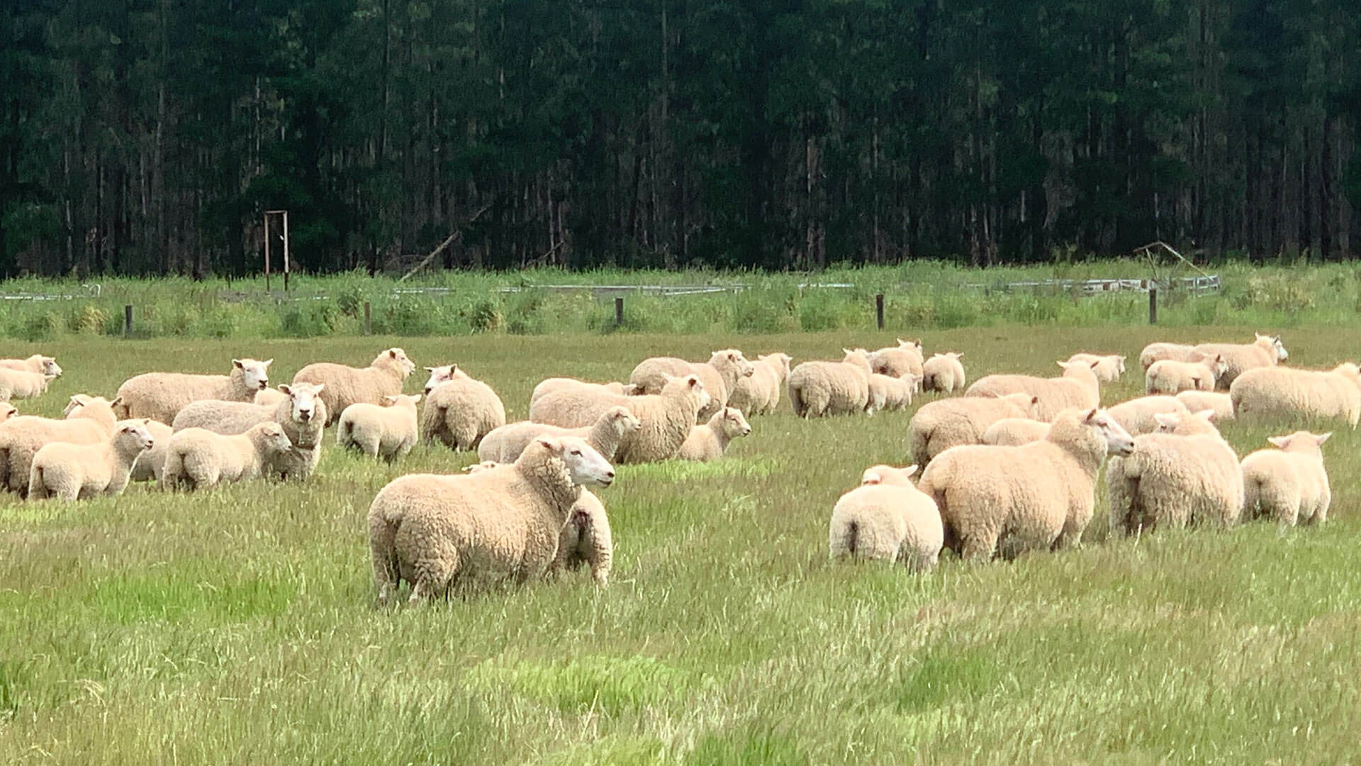 SheepScan Australia - Ultrasound Pregnancy Testing of Sheep