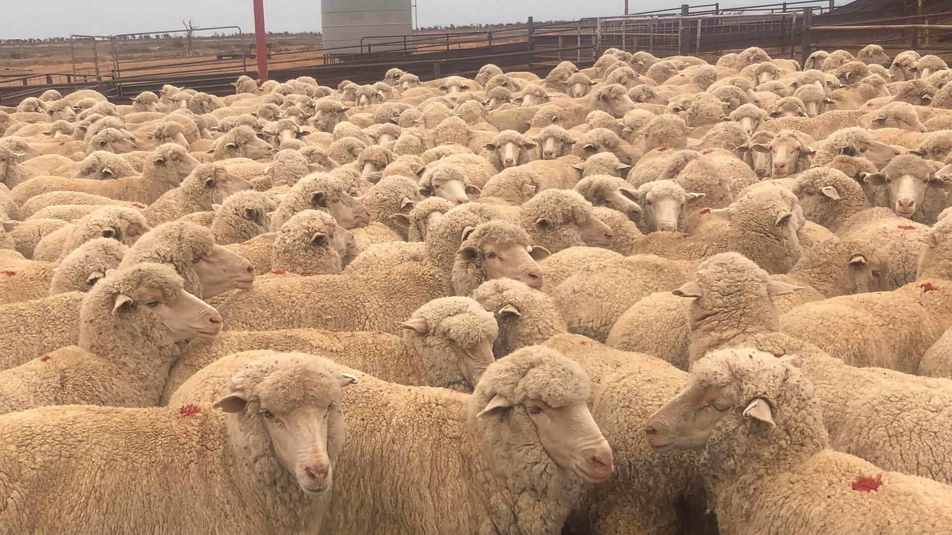SheepScan Australia - Ultrasound Pregnancy Testing of Sheep