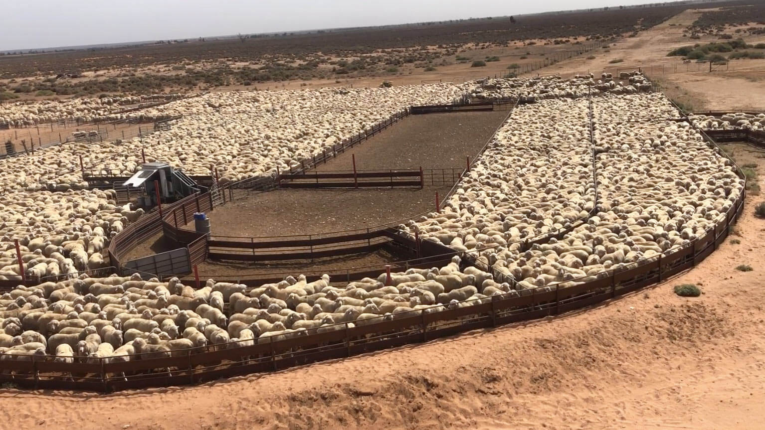 SheepScan Australia - Ultrasound Pregnancy Testing of Sheep