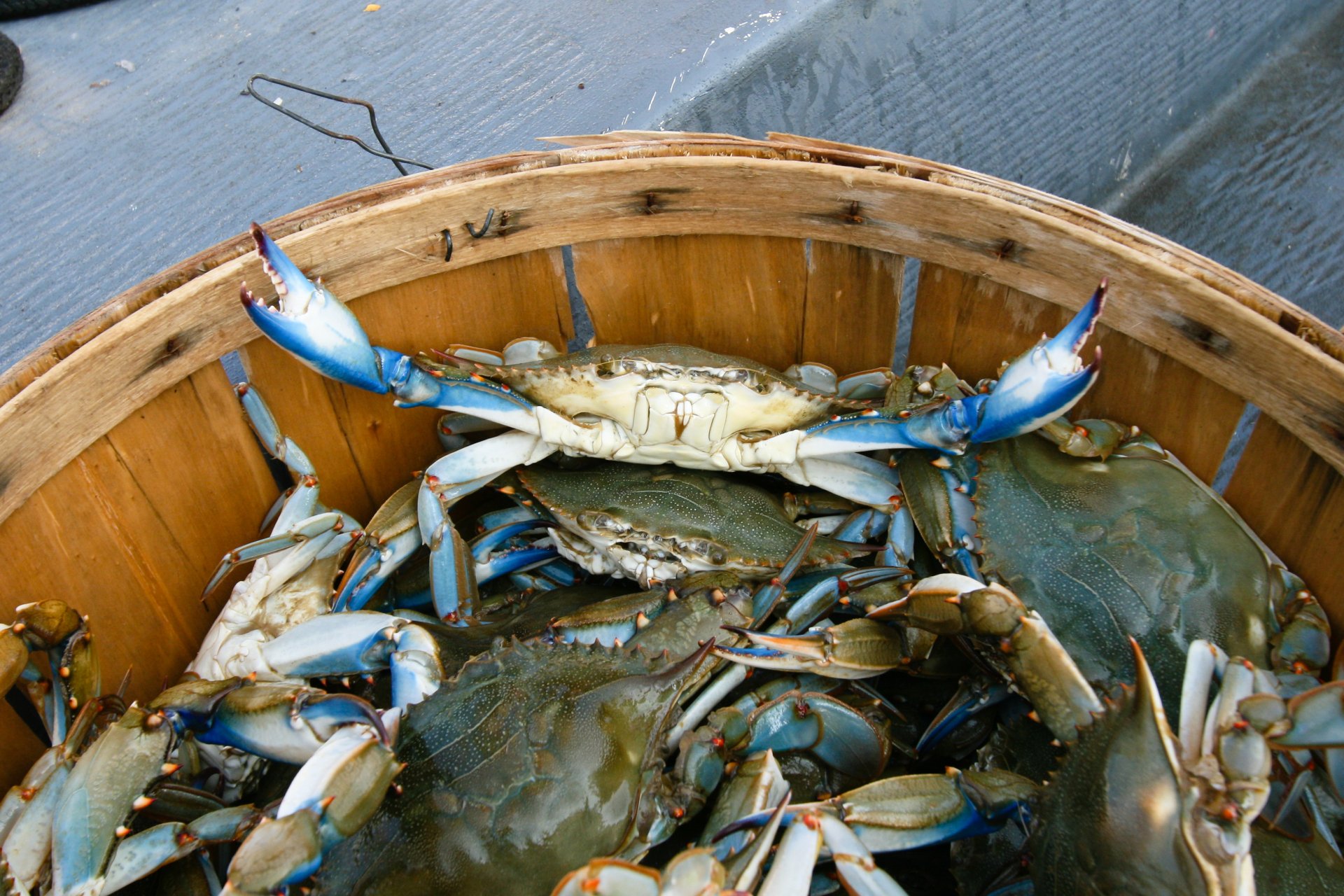 Live Crabs| Bozman, MD| PT Hambleton Seafood