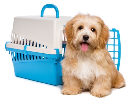 Pet Care Services | BowWOW Home Pet Care | Pueblo, CO