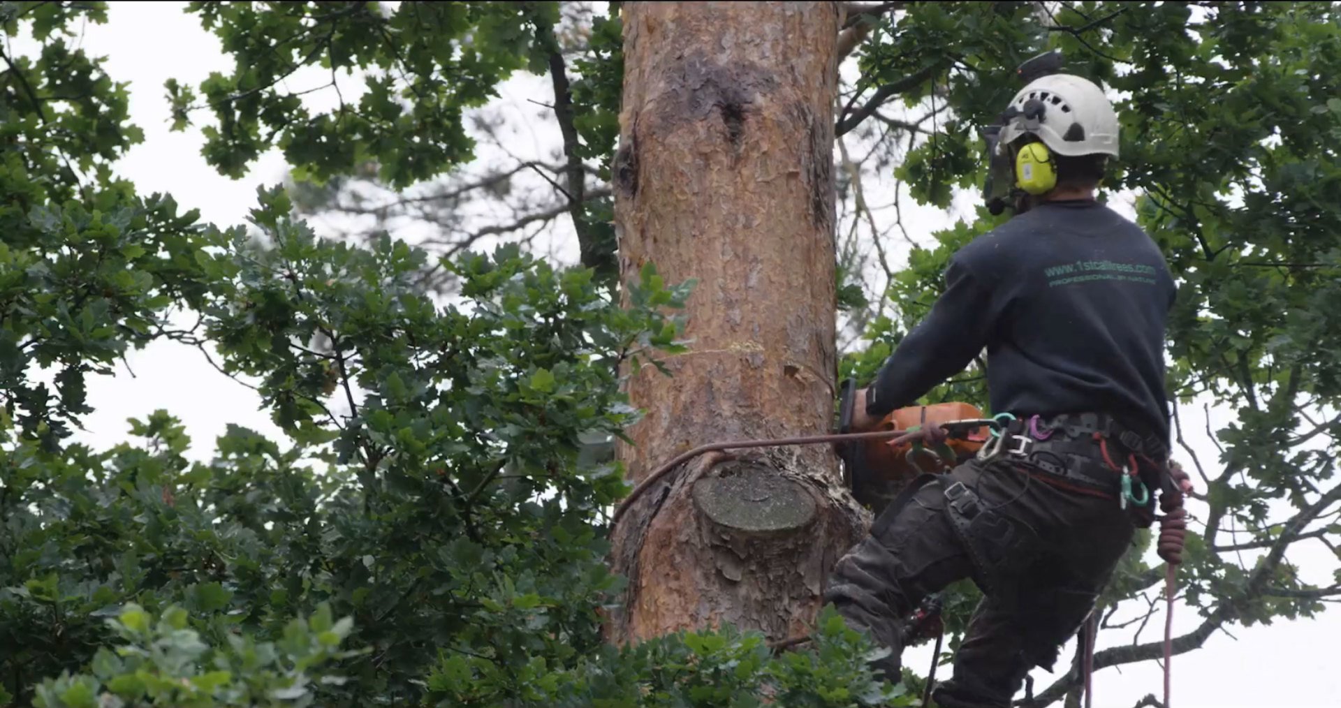 Tree surgeons | 1st Call Trees Limited