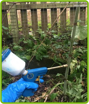Japanese Knotweed Stem Injection | Japanese Knotweed Specialists
