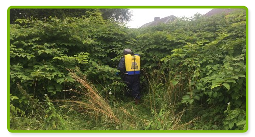 Japanese Knotweed Stem Injection | Japanese Knotweed Specialists