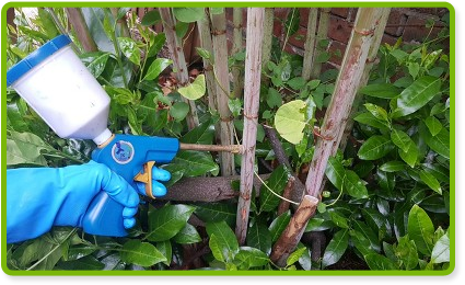 Japanese Knotweed Stem Injection | Japanese Knotweed Specialists