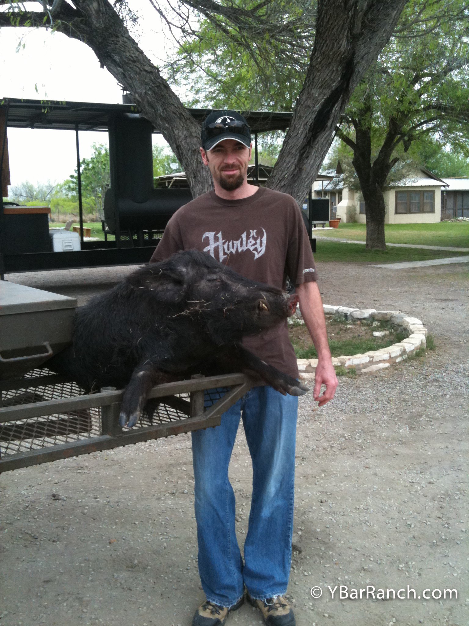 Wild Boar / Javelina