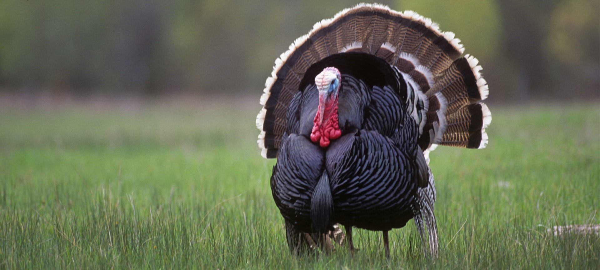 Home [www.ybarranch.com]