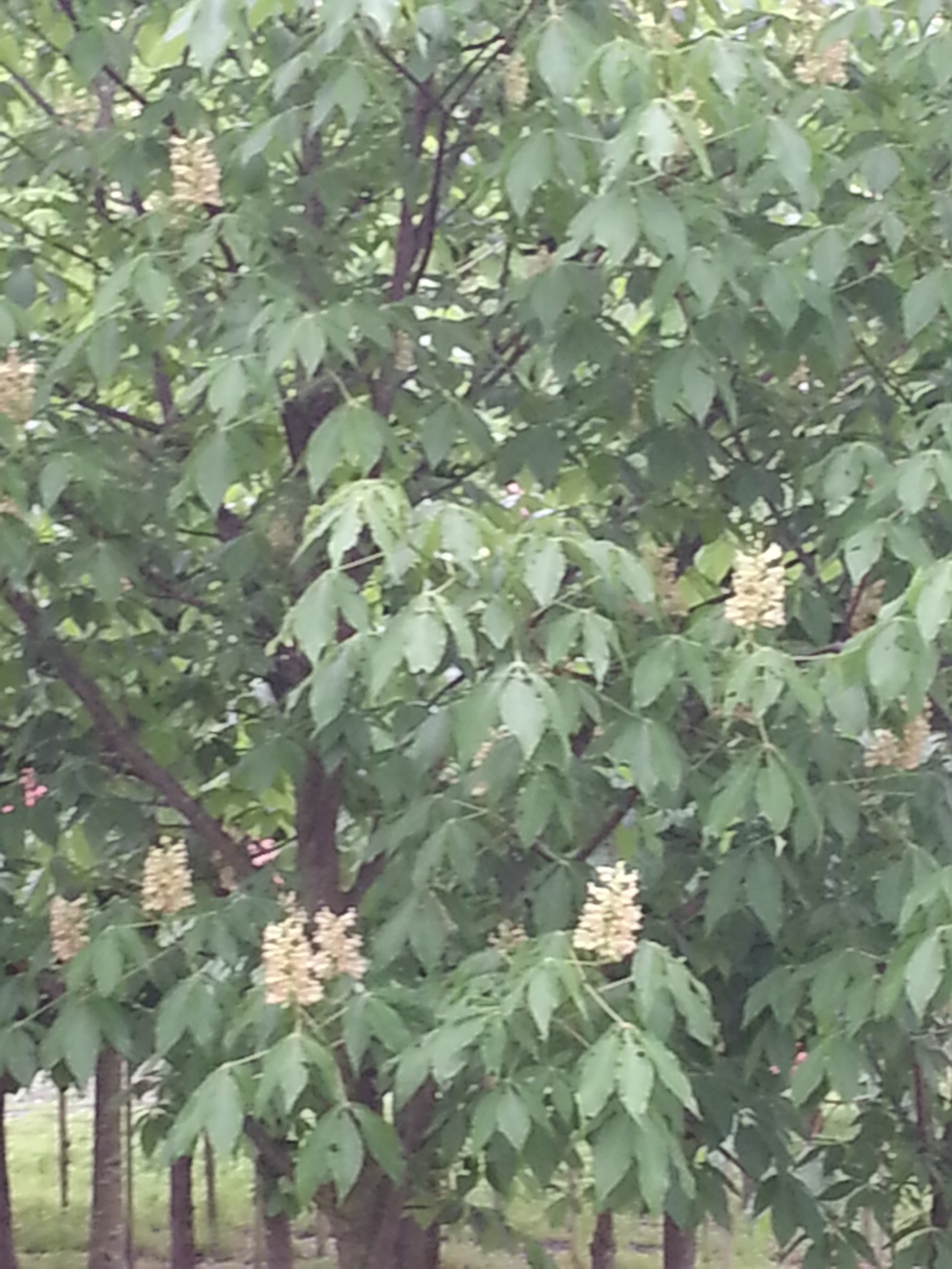 Aesculus