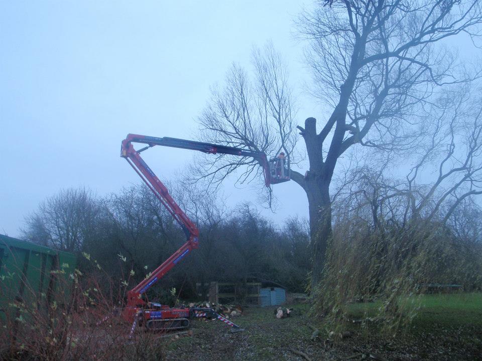 Tree Surgeon and Tree Services, Ipswich, Suffolk