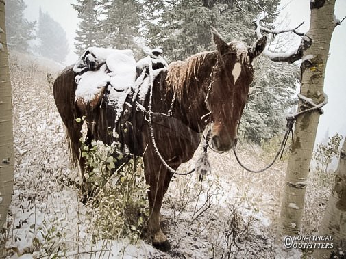 HUNTS | NON-TYPICAL OUTFITTERS