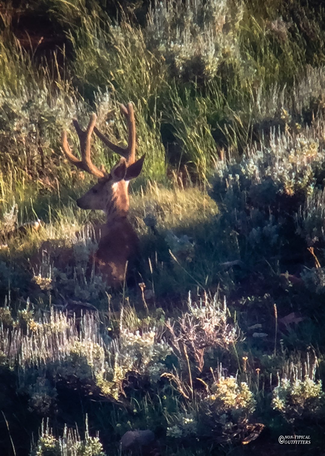 WYOMING SCOUTING PICTURES