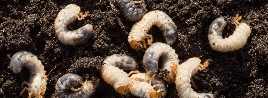 4 Ways Grubs Ruin Your Lawn and How to Prevent Damage
