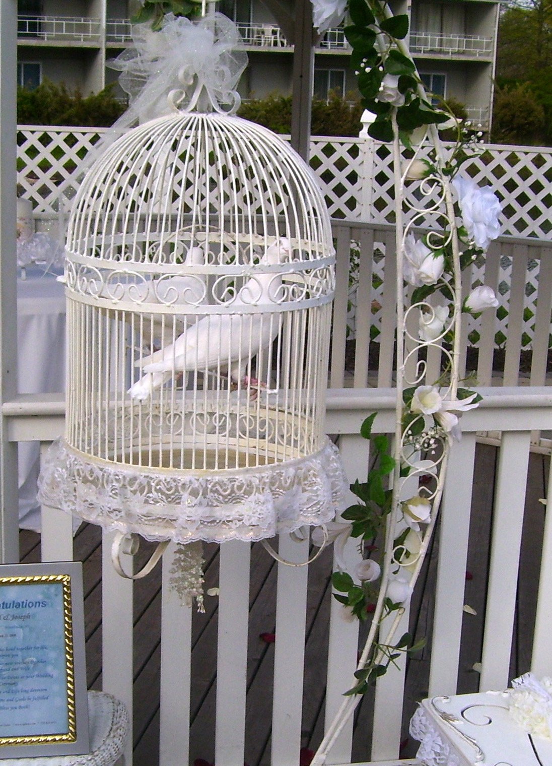 Professional Dove Displays | Dove Release | Kaila's Love Doves NJ