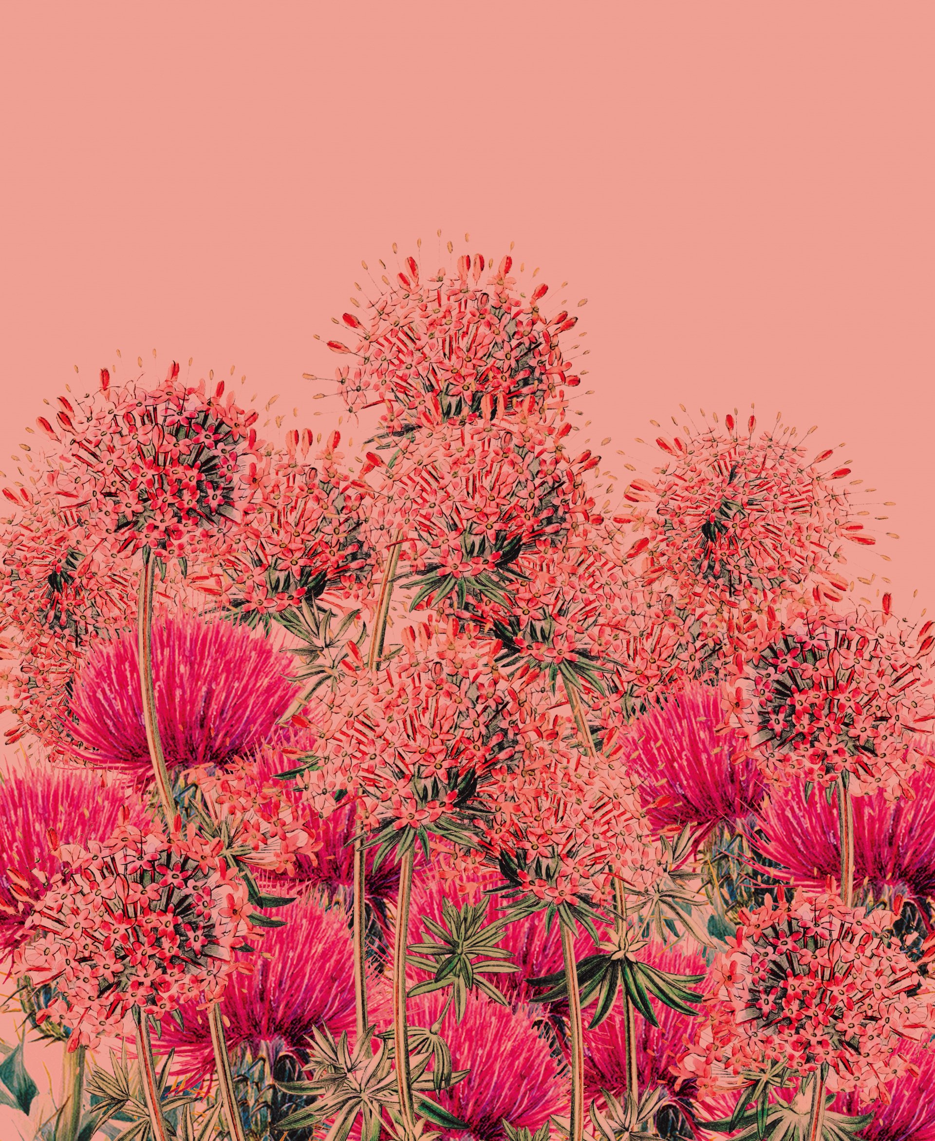 Ilustrações Vetorizadas