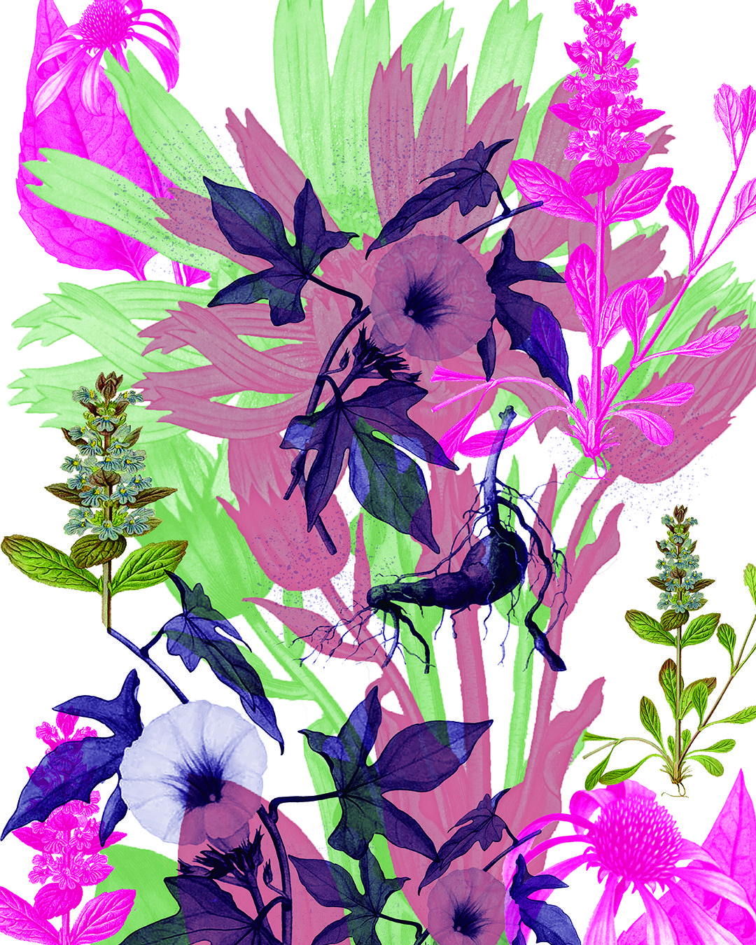 Ilustrações Vetorizadas