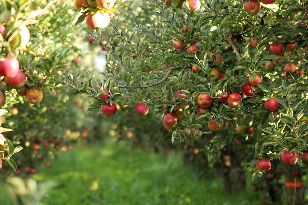 Orchard Mulching Sunshine Coast | Kevin McCord