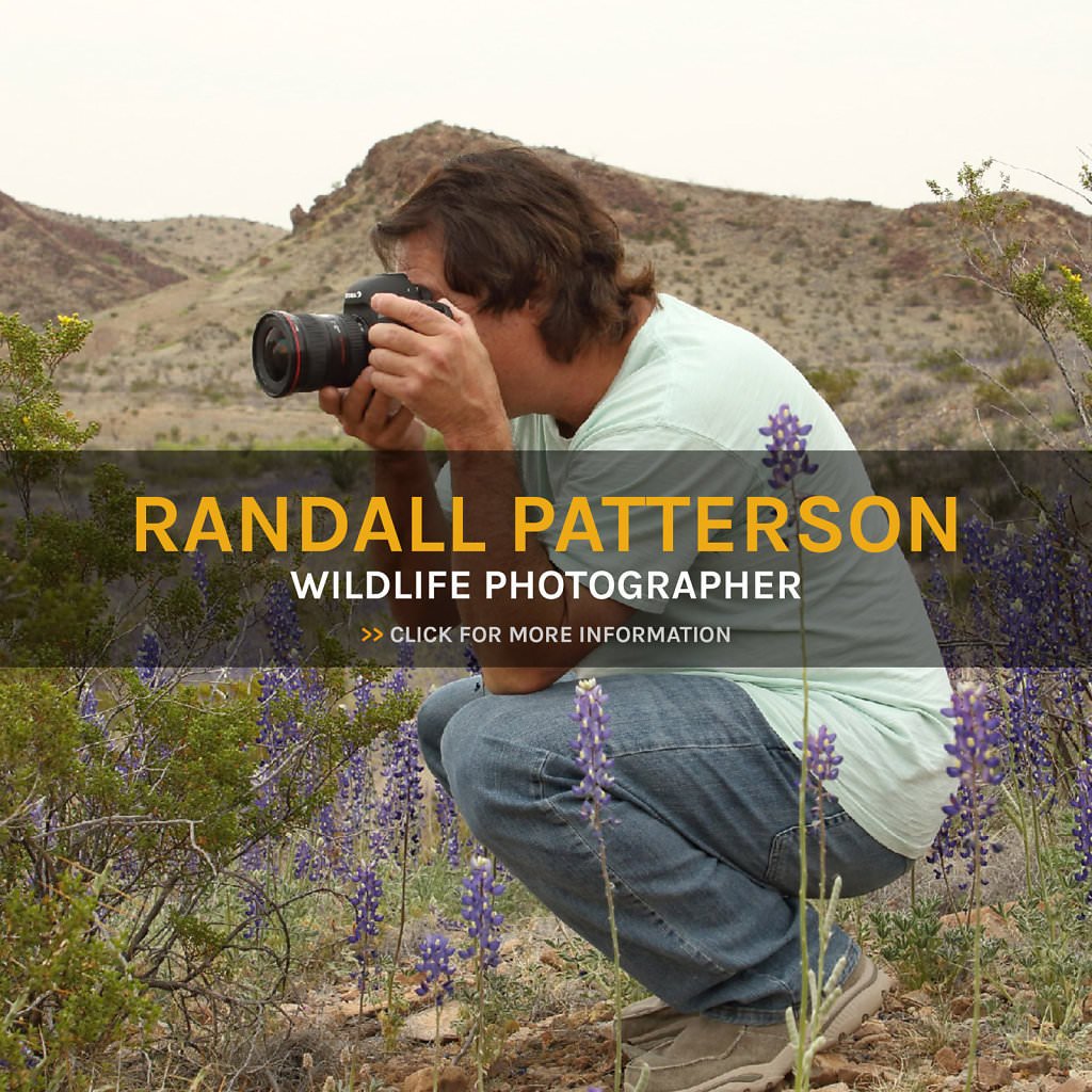 Wildlife & Bird Photography | Randall Patterson Photography | TX