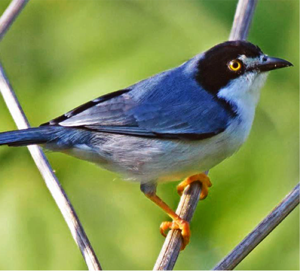 Top 10 de especies de aves que podrás ver sólo en Valle del Cauca