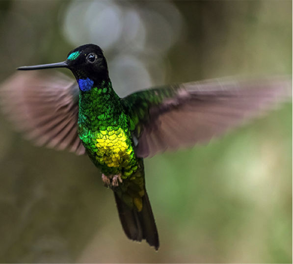 Top 10 de especies de aves que podrás ver sólo en Valle del Cauca