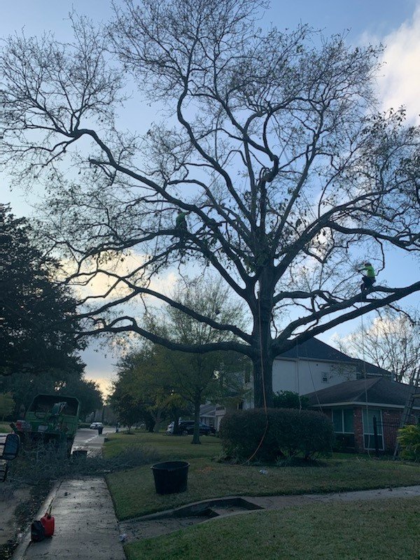 Jose Tree Services - Houston, TX - Services