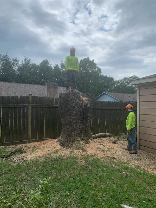 Jose Tree Services - Houston, TX - Services