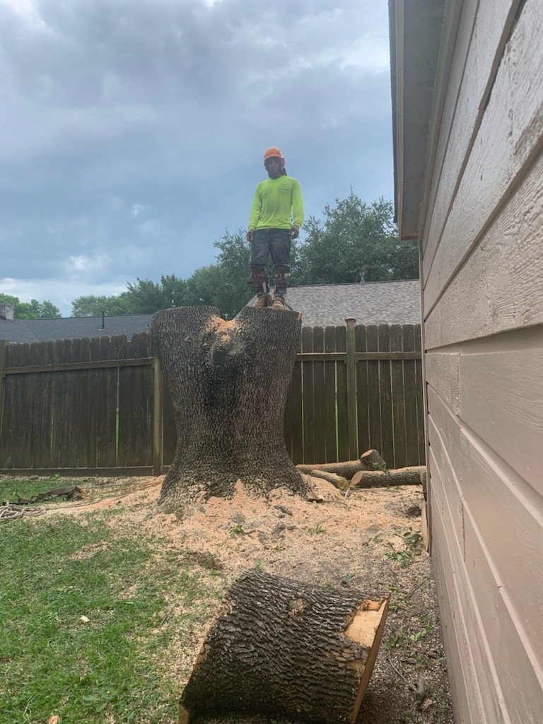 Jose Tree Services - Houston, TX - Services