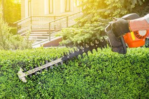 Hedge maintenance | Jones Tree Specialists