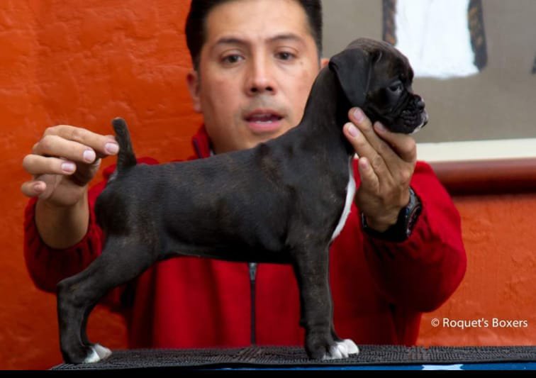 Cachorros Boxer en Venta | Boxers.mx Mexico
