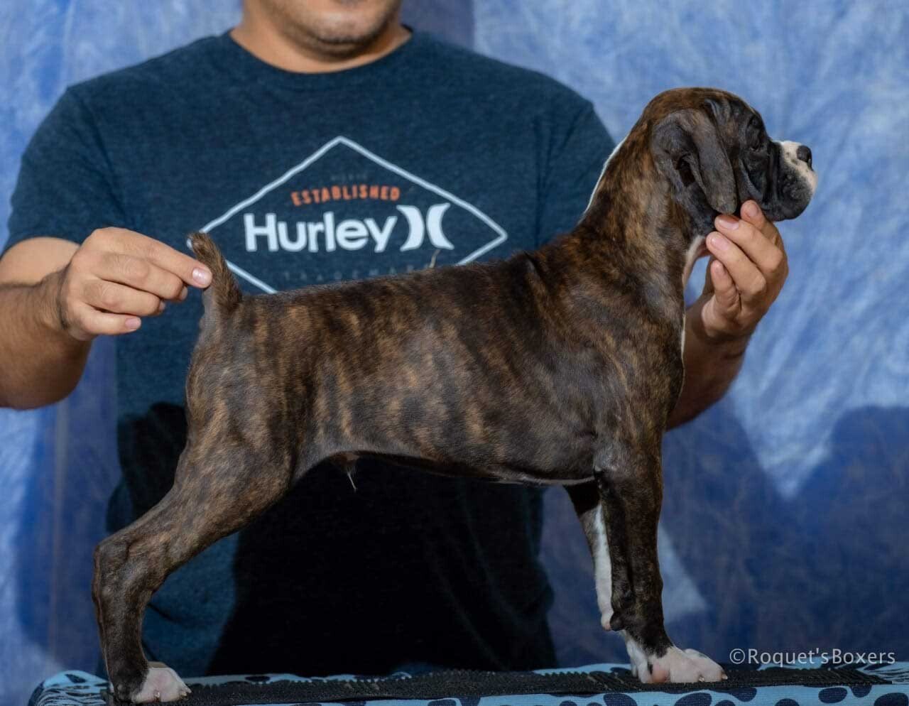 Cachorros Boxer en Venta | Boxers.mx Mexico