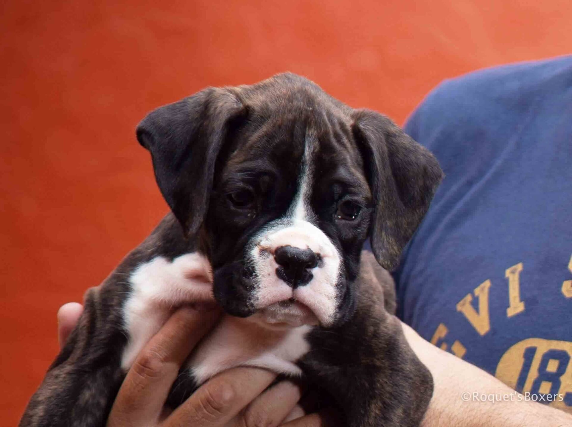 Cachorros Boxer en Venta | Boxers.mx Mexico