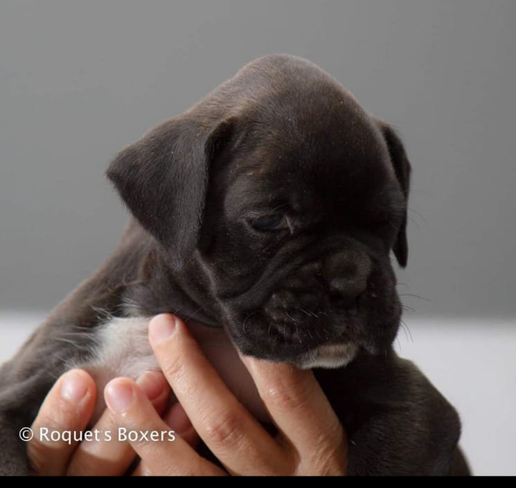 Cachorros Boxer en Venta | Boxers.mx Mexico