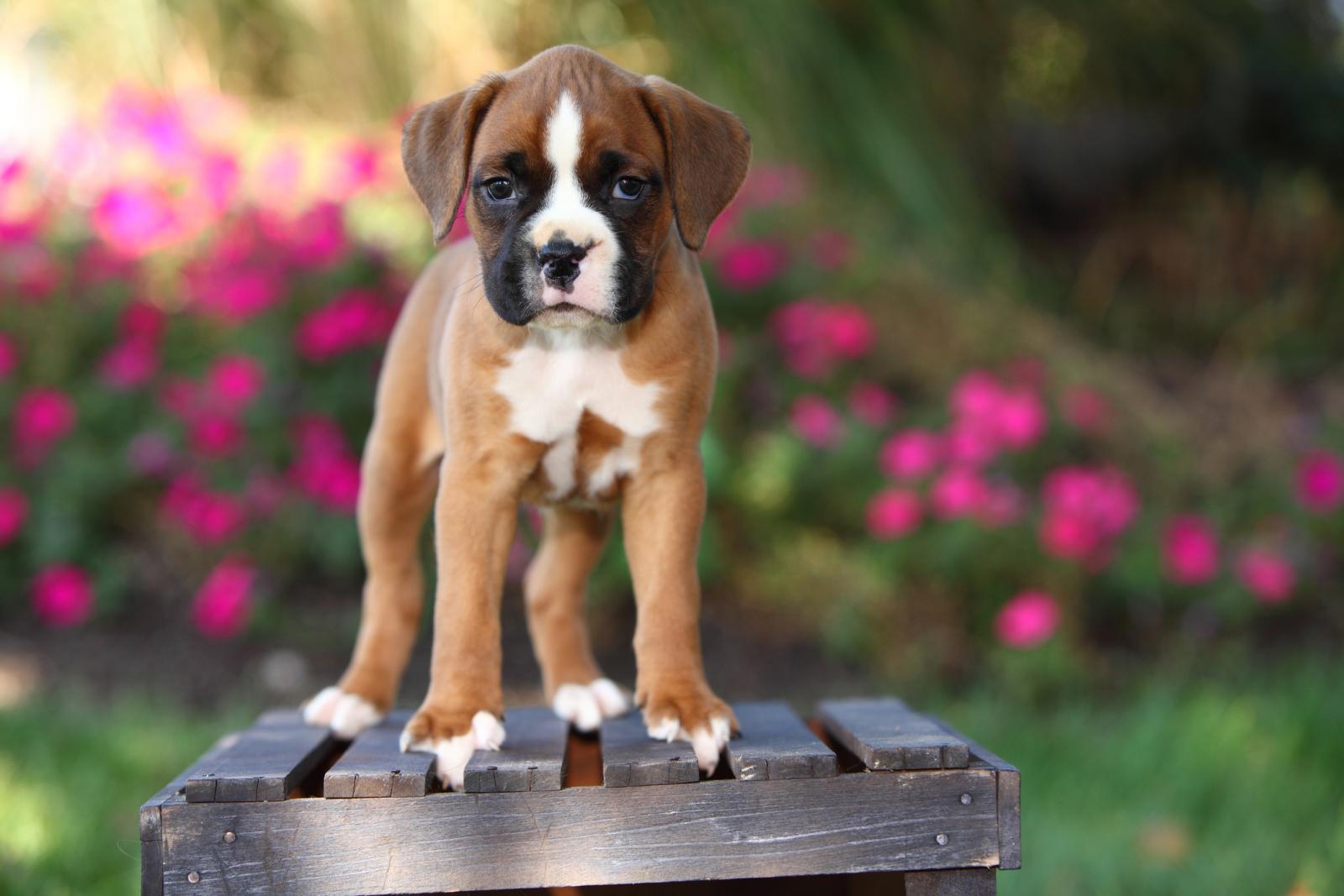 Cachorros boxer con pedigree | Criadero Boxers.mx