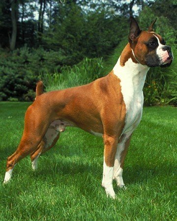Cachorros boxer con pedigree | Criadero Boxers.mx